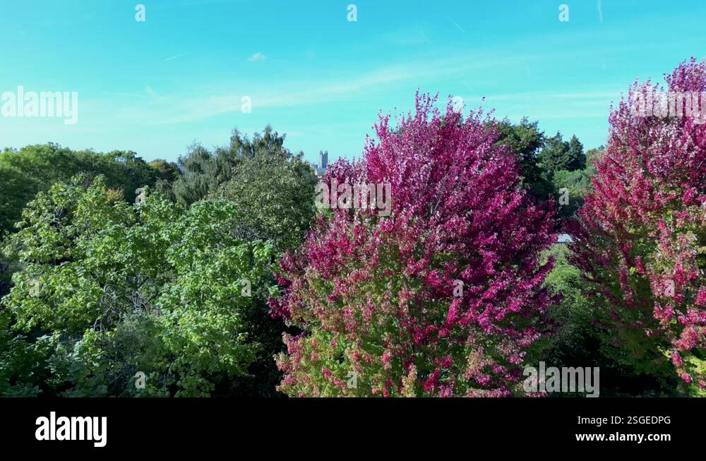 Drone dolly left showing pink and red leaves on trees with a blue sky ...