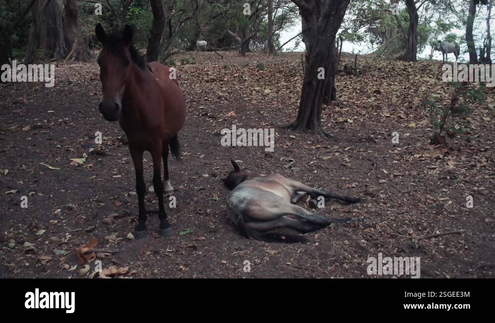 Dead horse sleeping horse Stock Videos & Footage - HD and 4K Video ...