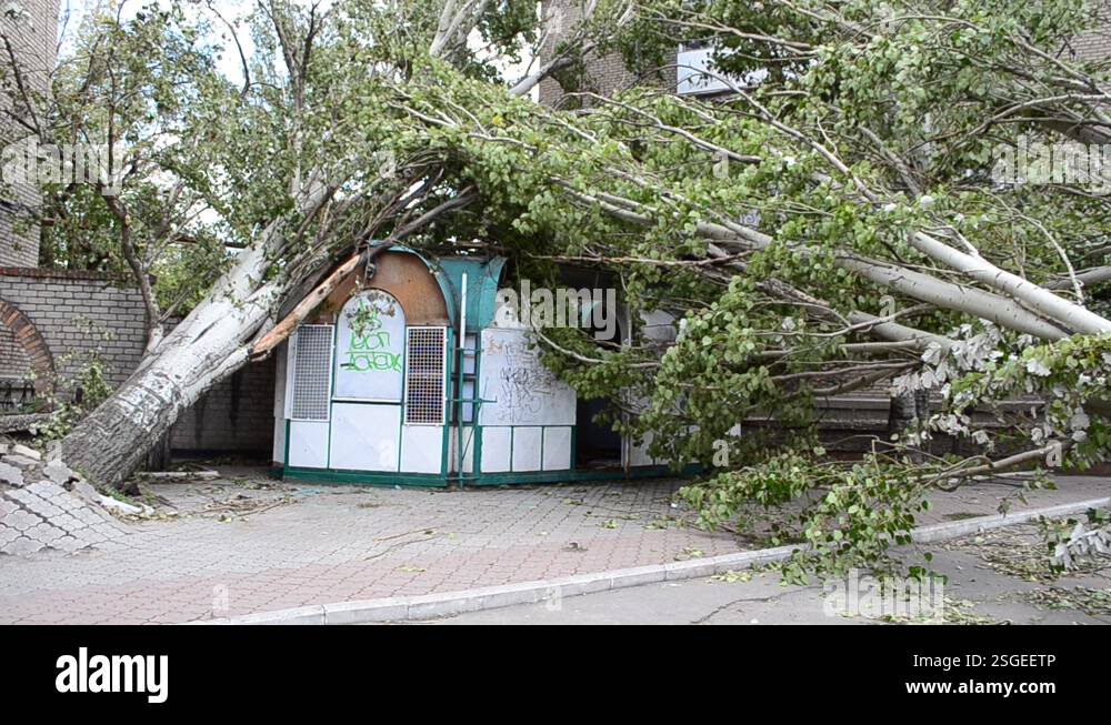 The trees filled up with a hurricane. Shooting in the Stock Video ...