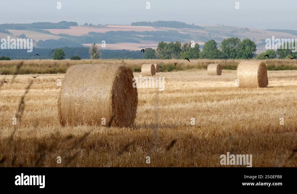 round hay bails in the field with black crows flying across the field ...