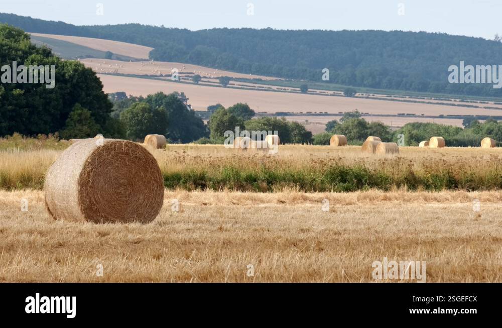 wide angle shot of round hay bails fresh from harvest in a field in ...