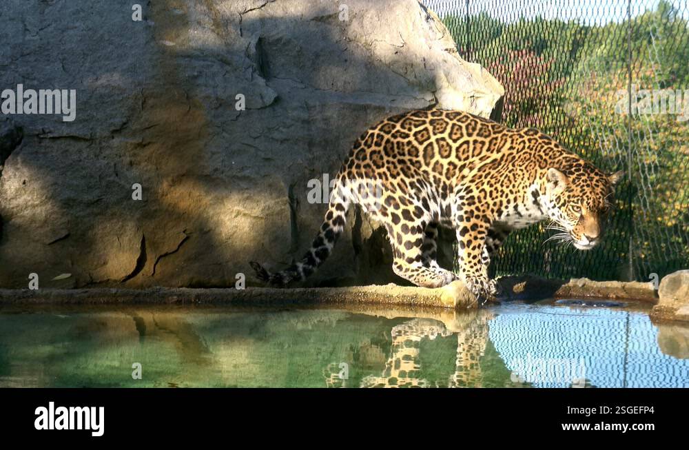 Panthera genus Stock Videos & Footage - HD and 4K Video Clips - Alamy