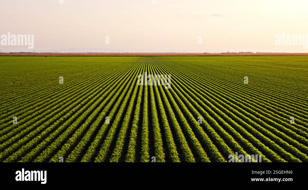 Green agricultural carrot field farm at sunset Stock Video Footage - Alamy