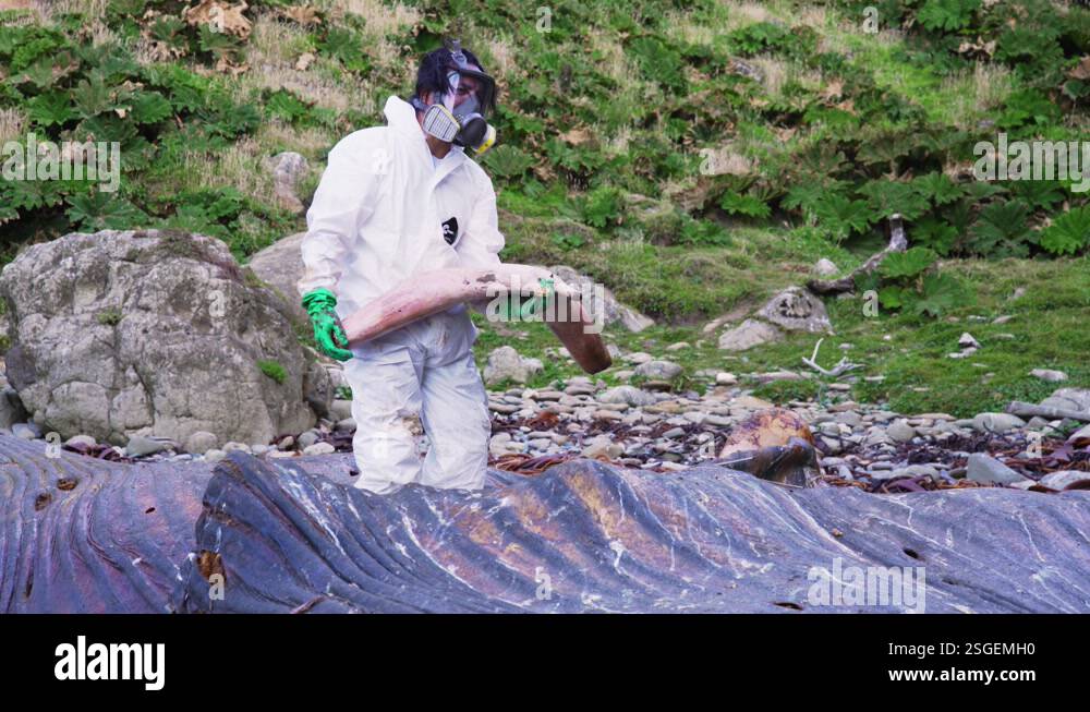 Cetologist In Hazmat Suit Holding Bone From Carcass Of Blue Whale ...