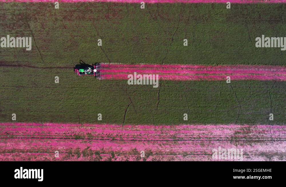 In central Wisconsin, a harrow tractor mows a cranberry marsh and ...