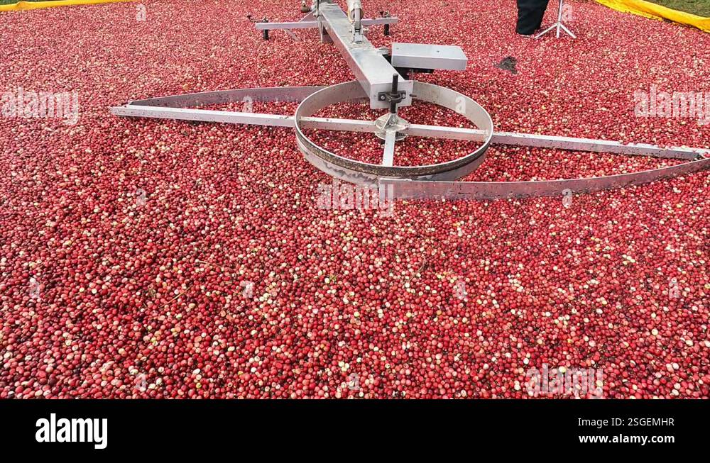 A berry pump moves cranberries from the marsh into a separator to be ...