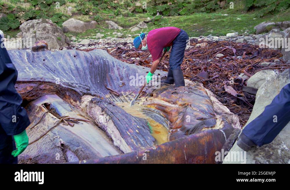 Marine Scientist Cutting Into Washed Up Rotten Corpse Of Blue Whale On ...