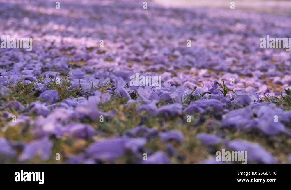 Carpet of jacaranda blossoms lie on shaded ground, fresh flowers fall ...