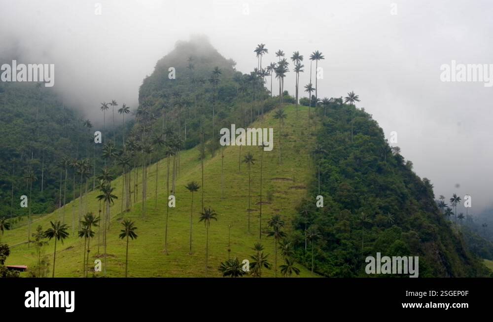 Cloud Forest Cocora Valley in Andean Colombian Mountains, Quindio Wax ...