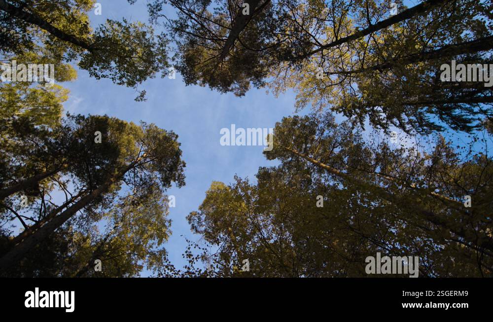 Peering up through the canopy of a forest of tall trees to the clear ...