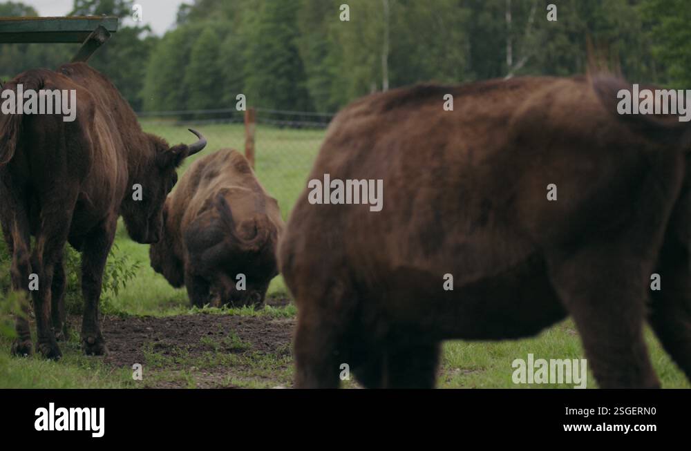 European conservation Stock Videos & Footage - HD and 4K Video Clips ...