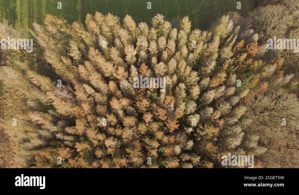Descending shot above a forest of dying trees losing their colour Stock ...