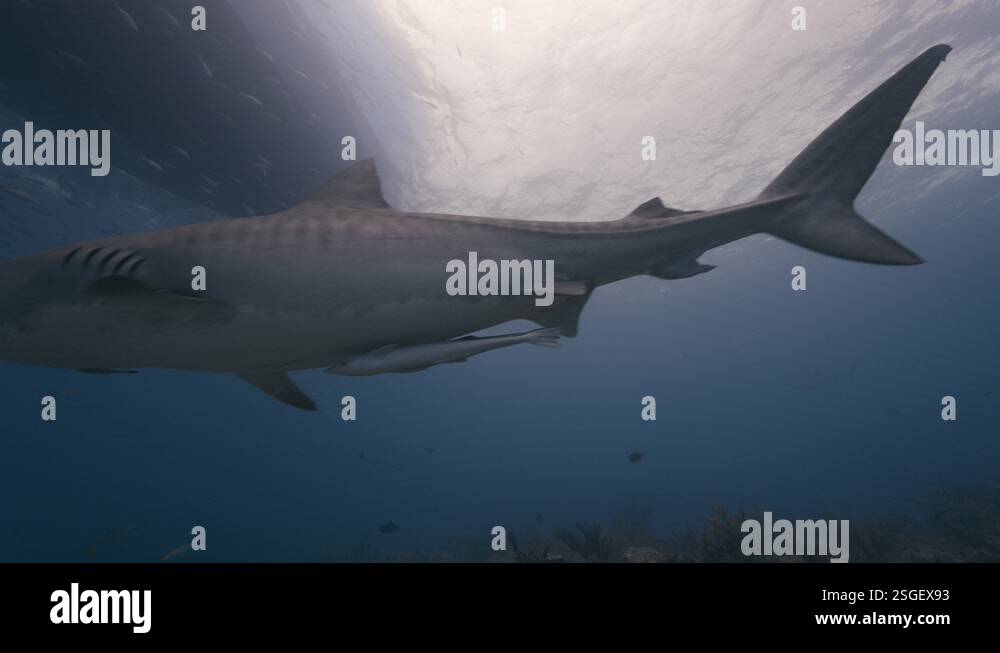 Tiger shark with boat in background in clear water, Bahamas - 8k Stock ...