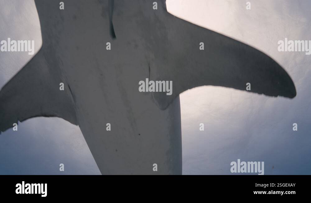 Tiger shark awims over the camera in clear water at tiger beach ...