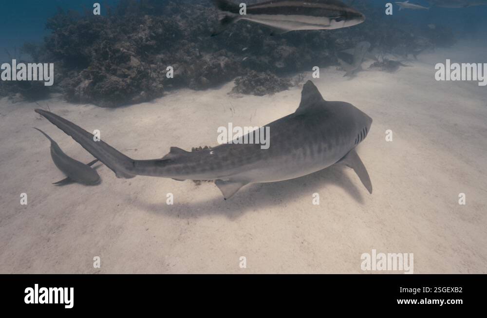 Tiger sharks, high angle shot in clear water at tiger beach, Bahamas ...
