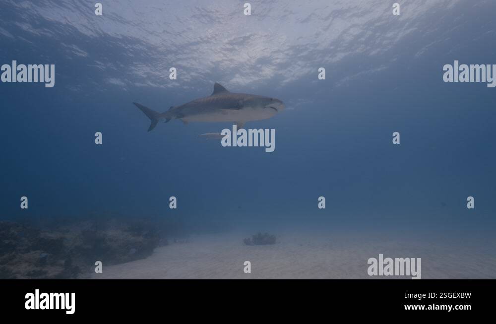Tiger sharks in clear water at tiger beach, Bahamas- 8k Stock Video ...