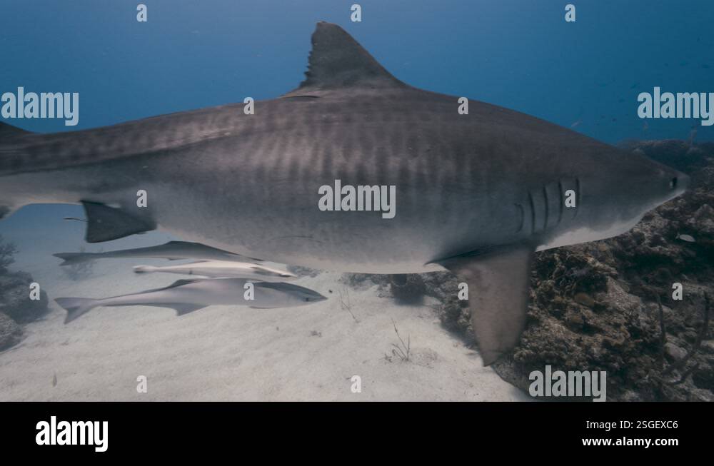 Tiger sharks passing close in clear water at tiger beach, Bahamas- 8k ...