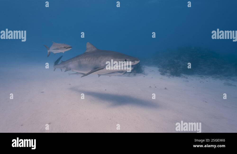 Tiger shark approaches, sneezing, clear water at tiger beach, Bahamas ...