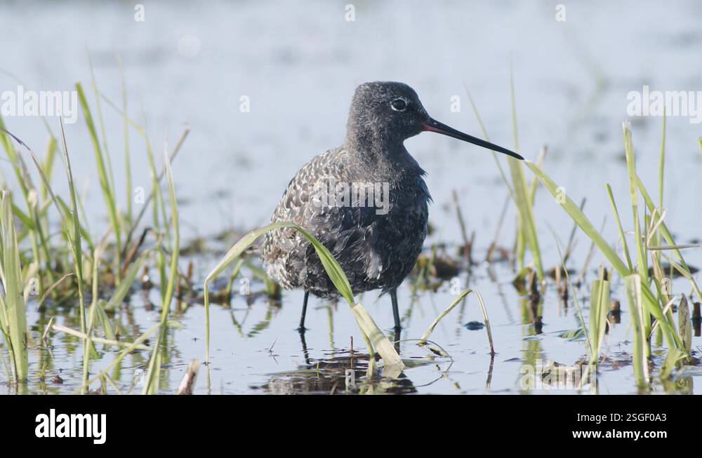 Closeup of spotted redshank feeding in shallow puddle during spring ...