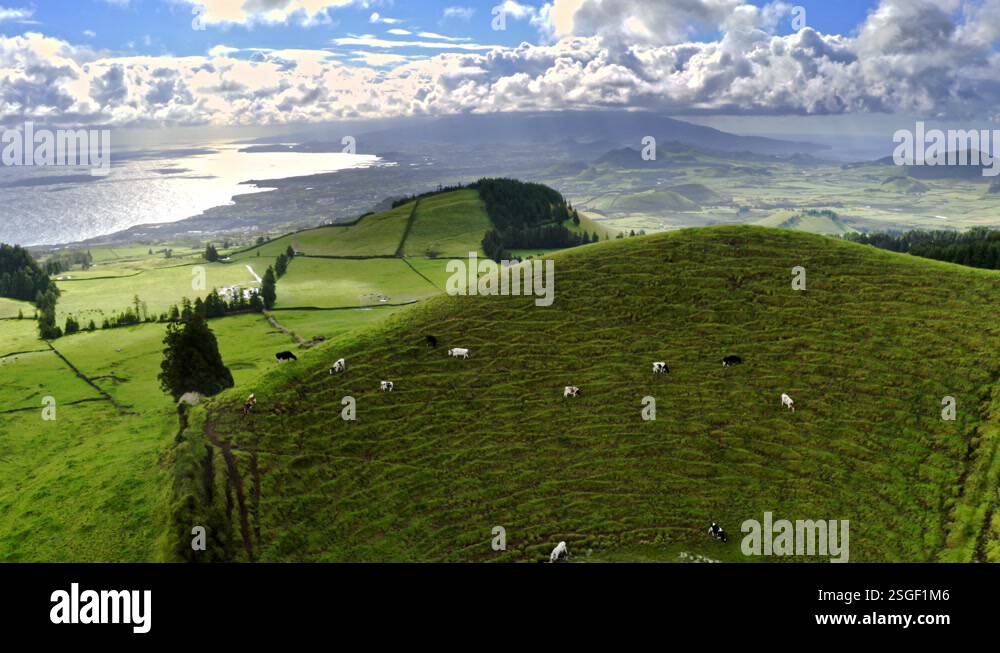 Cows grazing on steep hillside crest, breathtaking landscape beyond ...