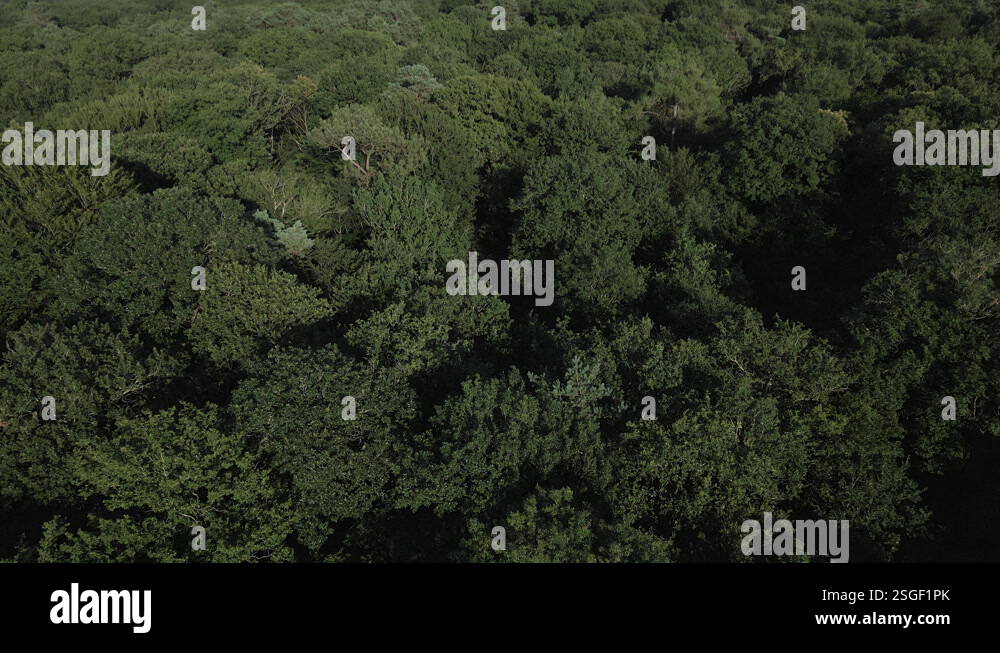 Broceliande forest in Brittany, France. Aerial forward tilt down. Sky ...