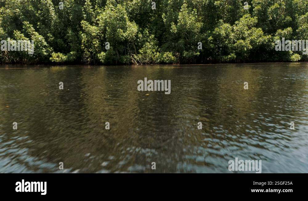 Transparent Water Of Mangrove Inlet Near El Paredon In Escuintla Stock ...