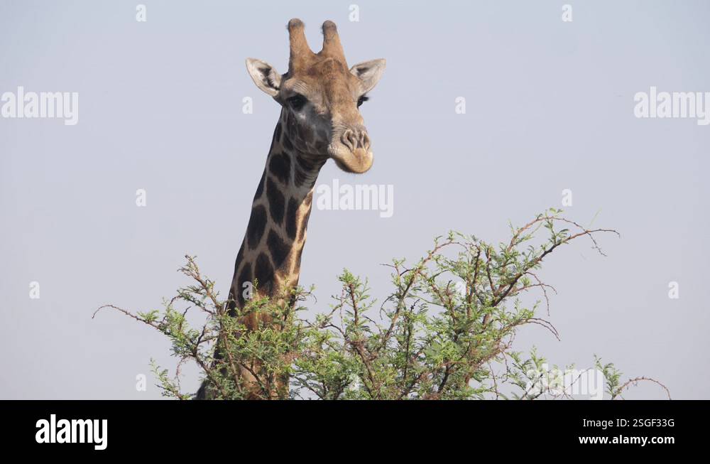 Giraffe head and neck sticks above treetop, chews, looks around and ...