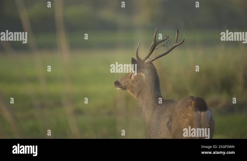 Predator of deer Stock Videos & Footage - HD and 4K Video Clips - Alamy