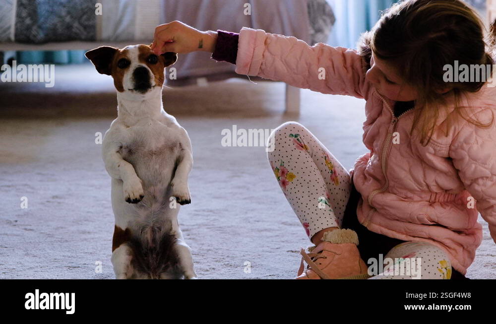 Child trains pet Jack Russell to sit upright on hind legs with hand ...