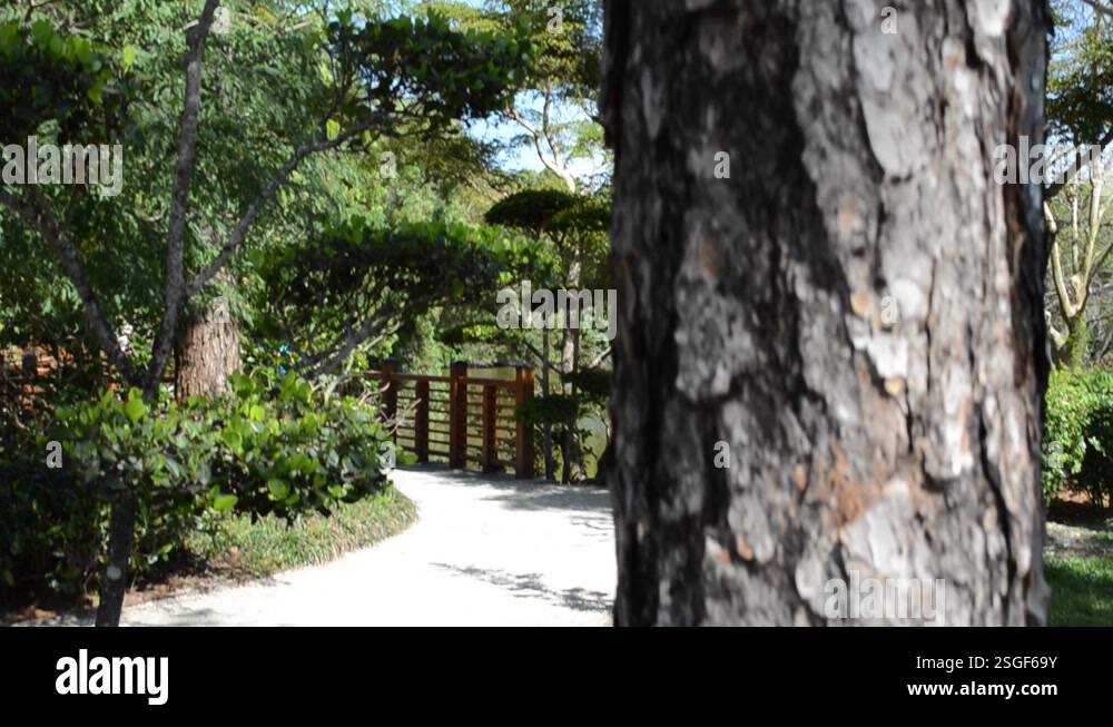 Japanese garden, shooting in conducting. Japanese garden Stock Video ...