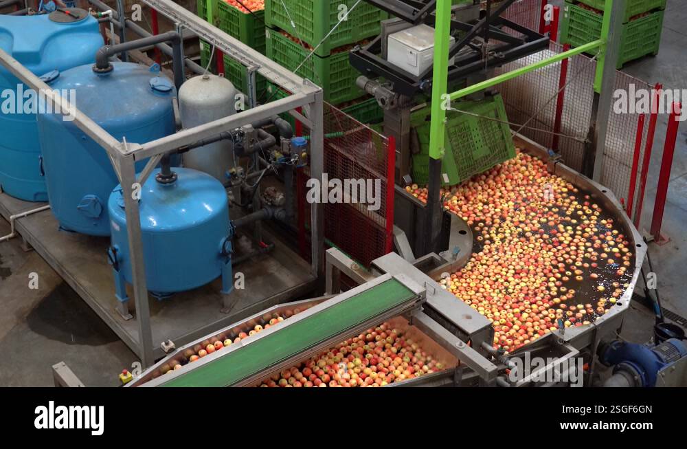 Pick And Place Robot Working On Apple Washing Line In Food Processing ...