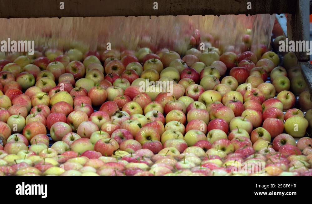 Automated Apple Washing And Transportation In Water Tank In Food ...
