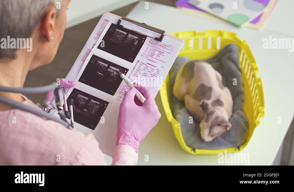 Female Vet Examining X Ray of Elf Cat during Checkup Stock Video ...