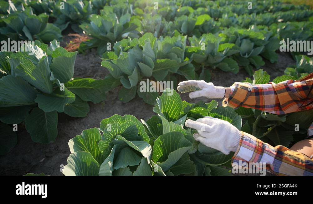 Farmer male hands check quality ,take care cabbage growing in garden Stock Video Footage - Alamy
