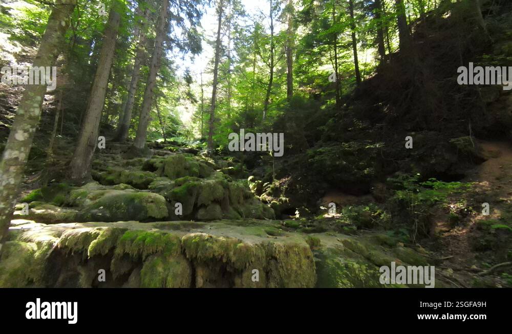 aerial drone shot flying in an enchanted forest with a wild gorge with ...