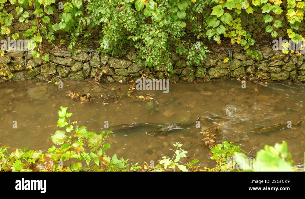 Freshwater salmon during spawning swim upstream in a forest stream ...