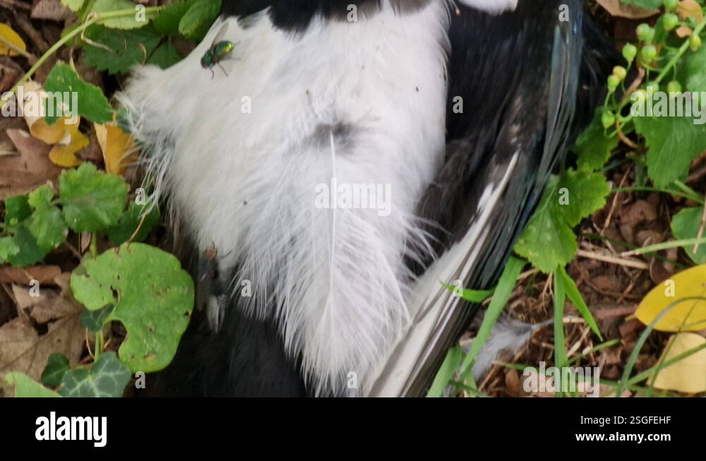 Dead bird on the ground - carrion of an animal with black and white ...