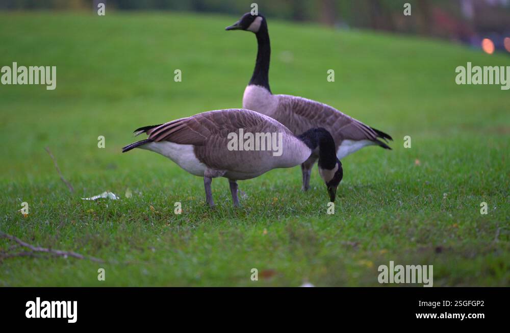 Two Canada geese eat from grass in wet park with urban city lights in ...