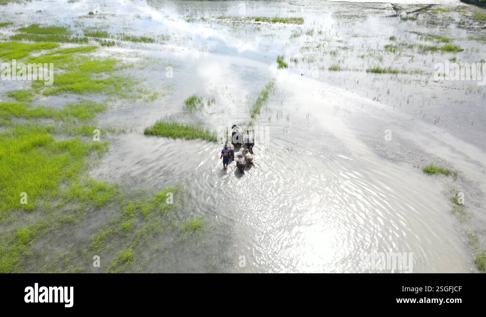 Farmer herding water buffalo in flooded submerged paddy field in South ...