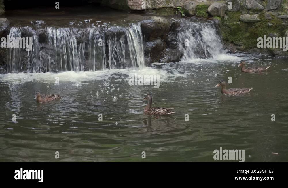 Ducks swimming in the pond by the artificial waterfall Stock Video ...