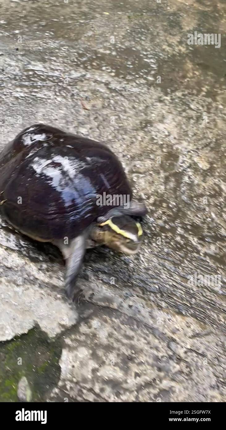 Angry turtle Stock Videos & Footage - HD and 4K Video Clips - Alamy