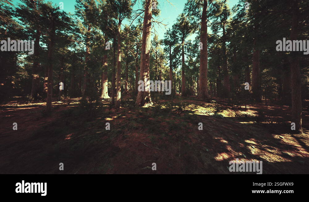 Scale of the giant sequoias of Sequoia National Park Stock Video ...