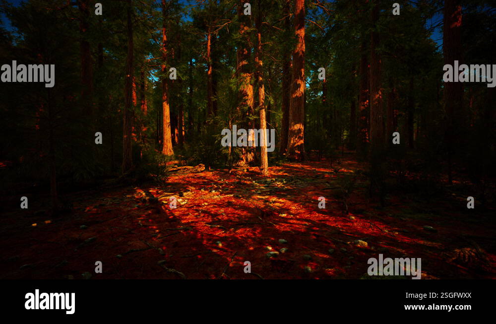 Scale of the giant sequoias of Sequoia National Park Stock Video ...