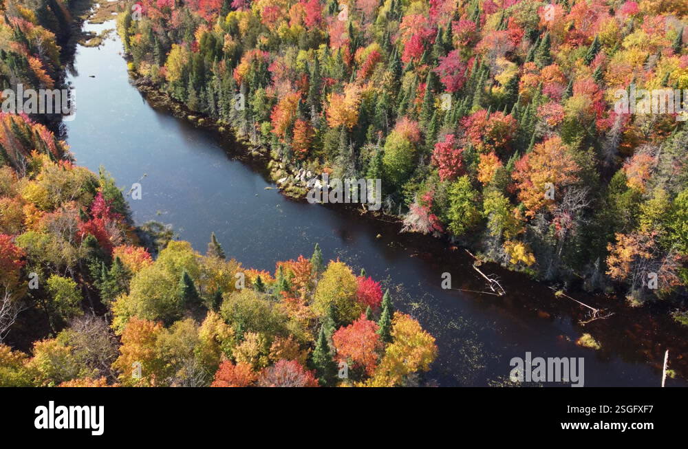 Yellow, orange and red fall colors of pristine forest canopy next to ...