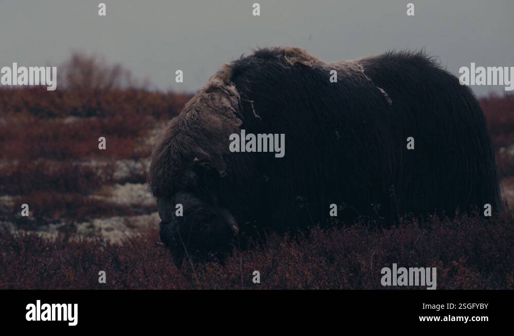 Close Up Of Musk Ox Bull Eating And Grazing In Tundra During Autumn In ...