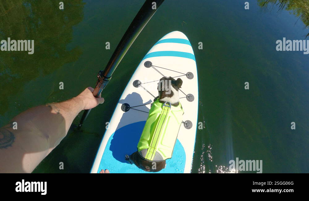 Pet Adventures with Dog Paddle Boarding Stock Video Footage - Alamy