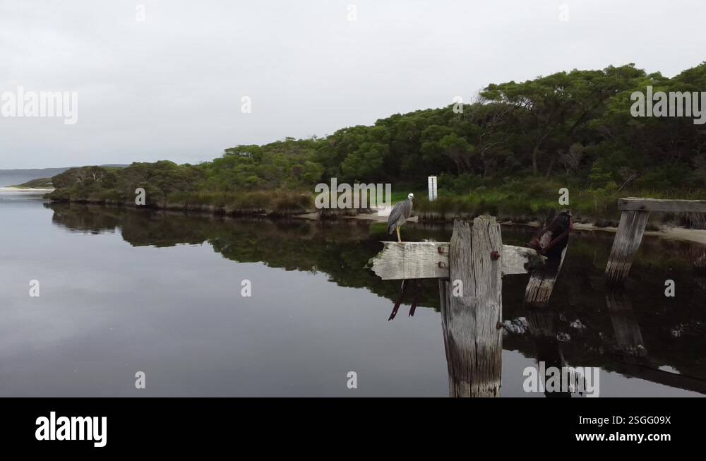 Wildlife in Torbay Inlet, a secret spot located in the south of Western ...