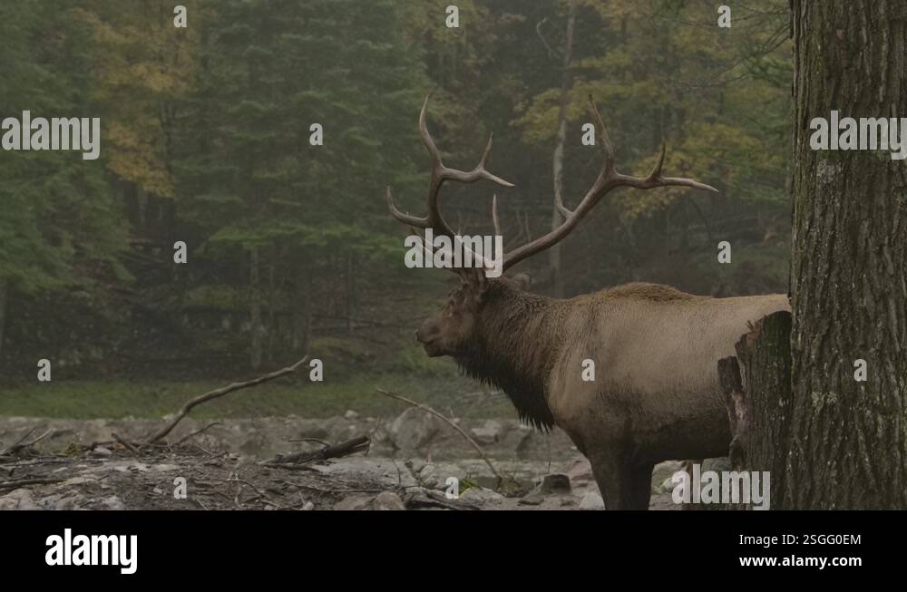 elk bull calls out during mating rut rear view misty day Stock Video ...