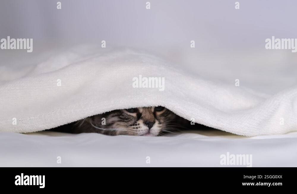 kitten stuck its nose out from under the blanket and follows the owner ...