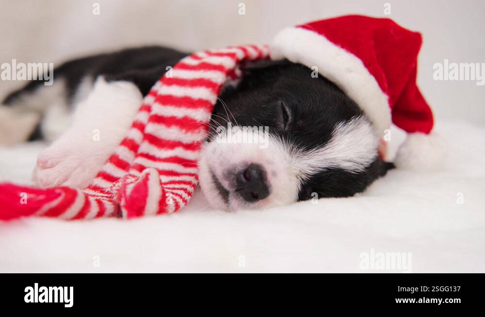 little cute puppy Wearing scarf And Santa Claus hat sleep on white ...